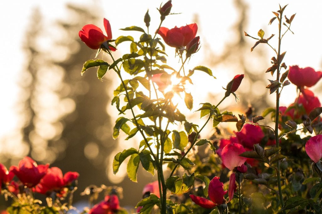 Comment planter un rosier ? | Atlas For Men